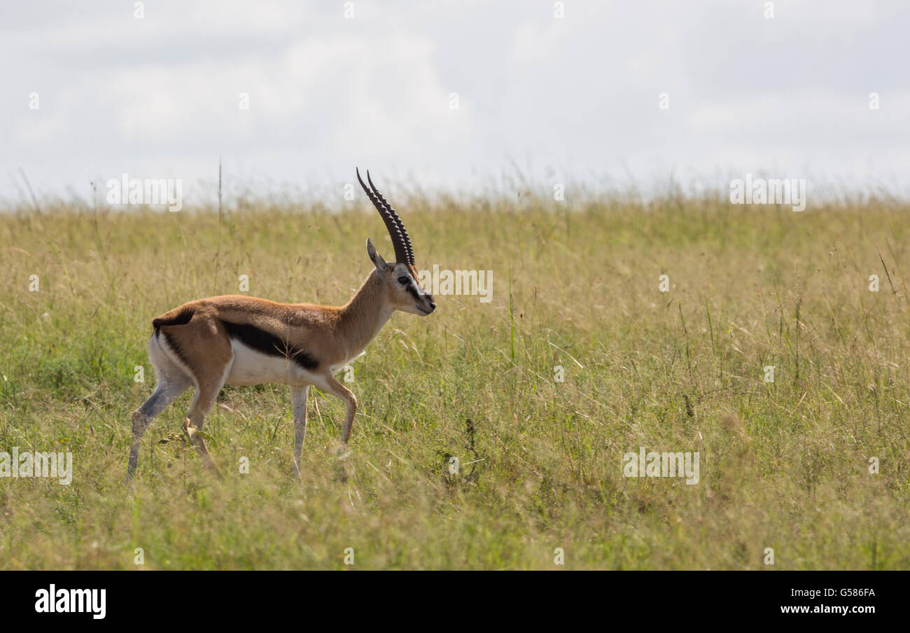 A male Thomsons gazelle walking over the savanna in high grass, Masai ...