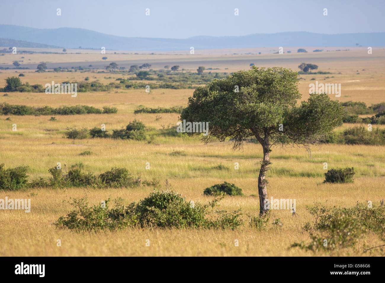 Trees in the masai mara landscape hi-res stock photography and images ...