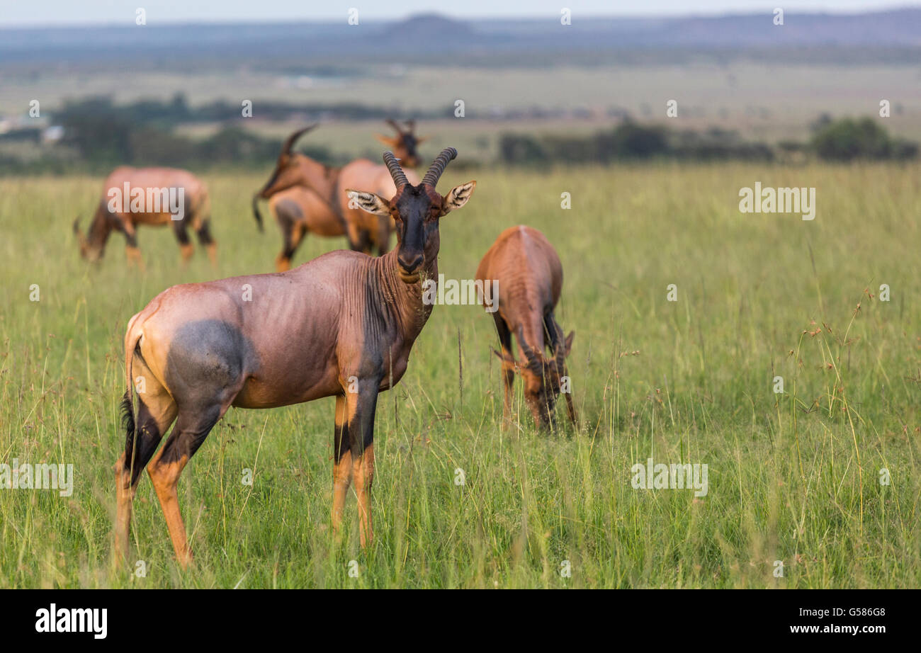 Topi gazelle hi-res stock photography and images - Alamy