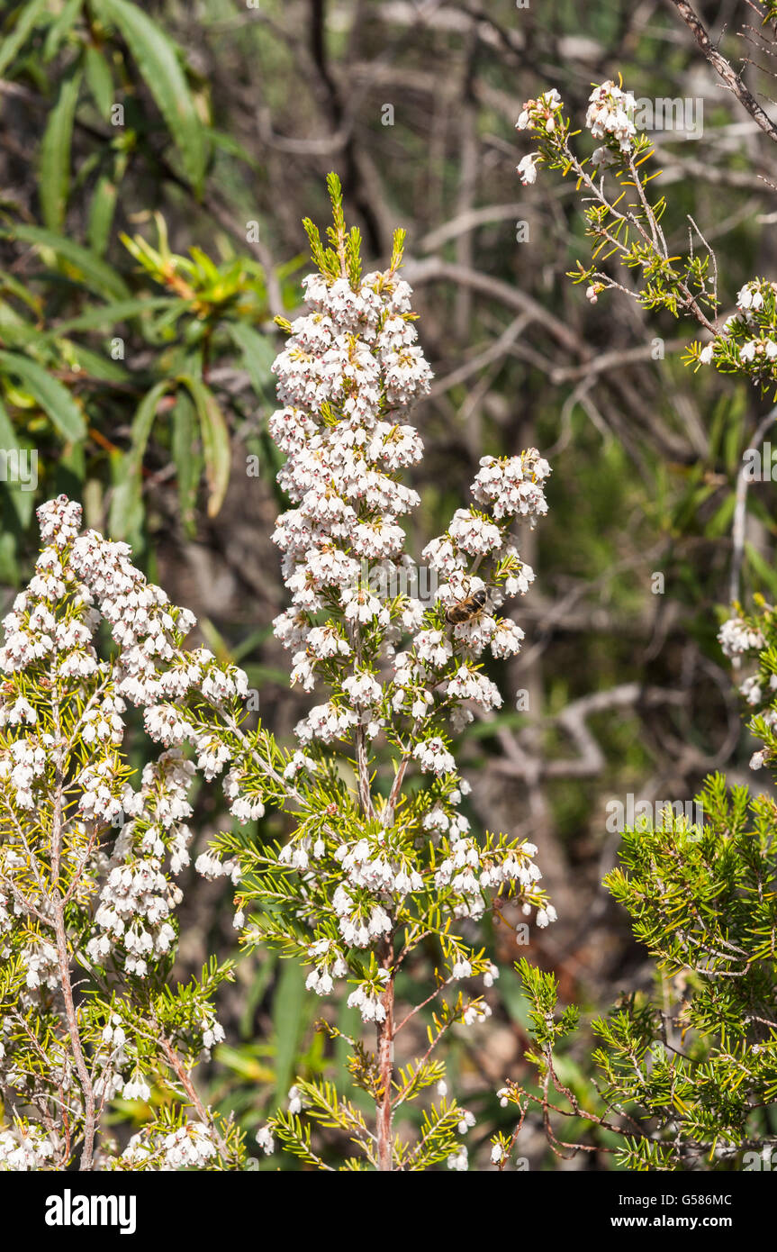 Flowers of Tree Heath, Erica arborea. Photo taken in Toledo Mountains ...
