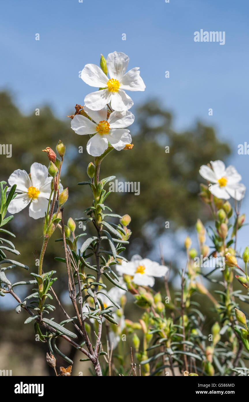 Flowers of the rockrose Halimium umbellatum. Photo taken in Toledo ...
