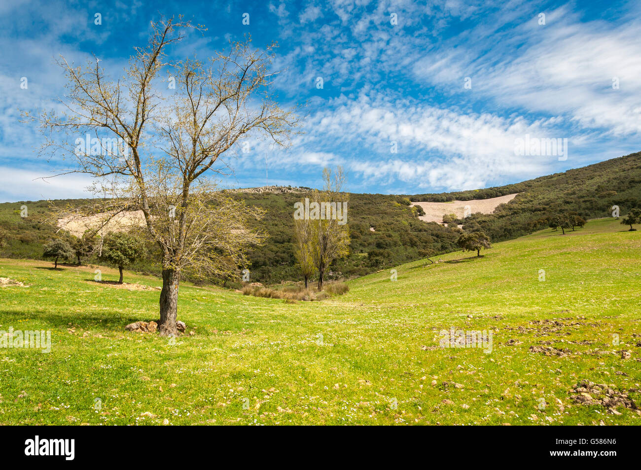 Mediterranean shrublands and flowering fallows in Toledo Mountains ...