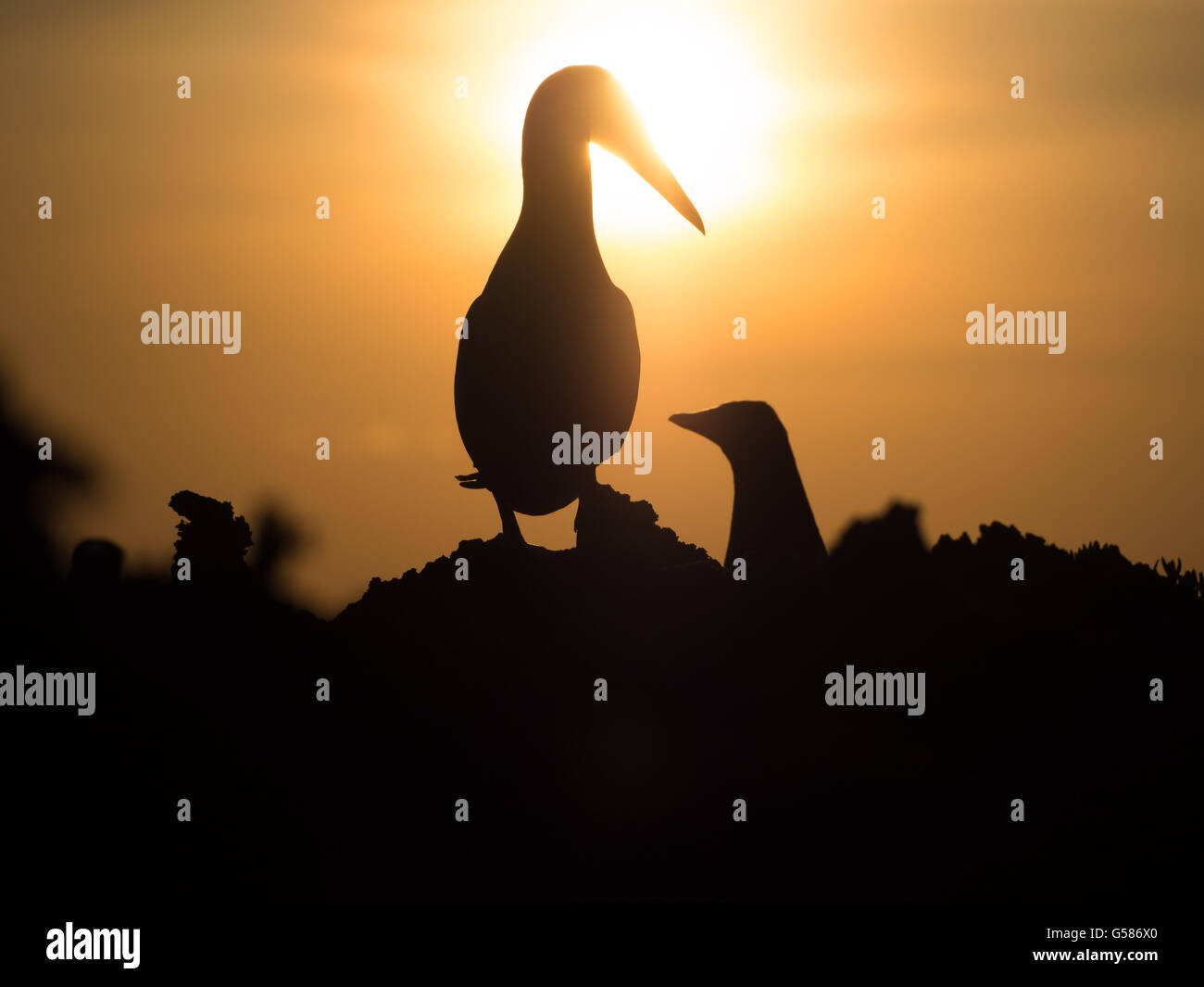 Sunrise and silhouette of bird hi-res stock photography and images - Alamy