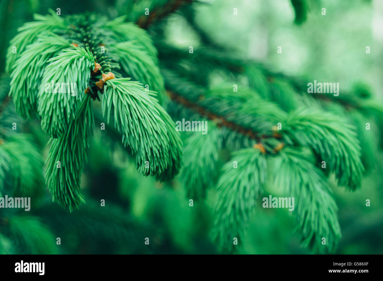 Horizontal nature spruce coniferous hi-res stock photography and images ...