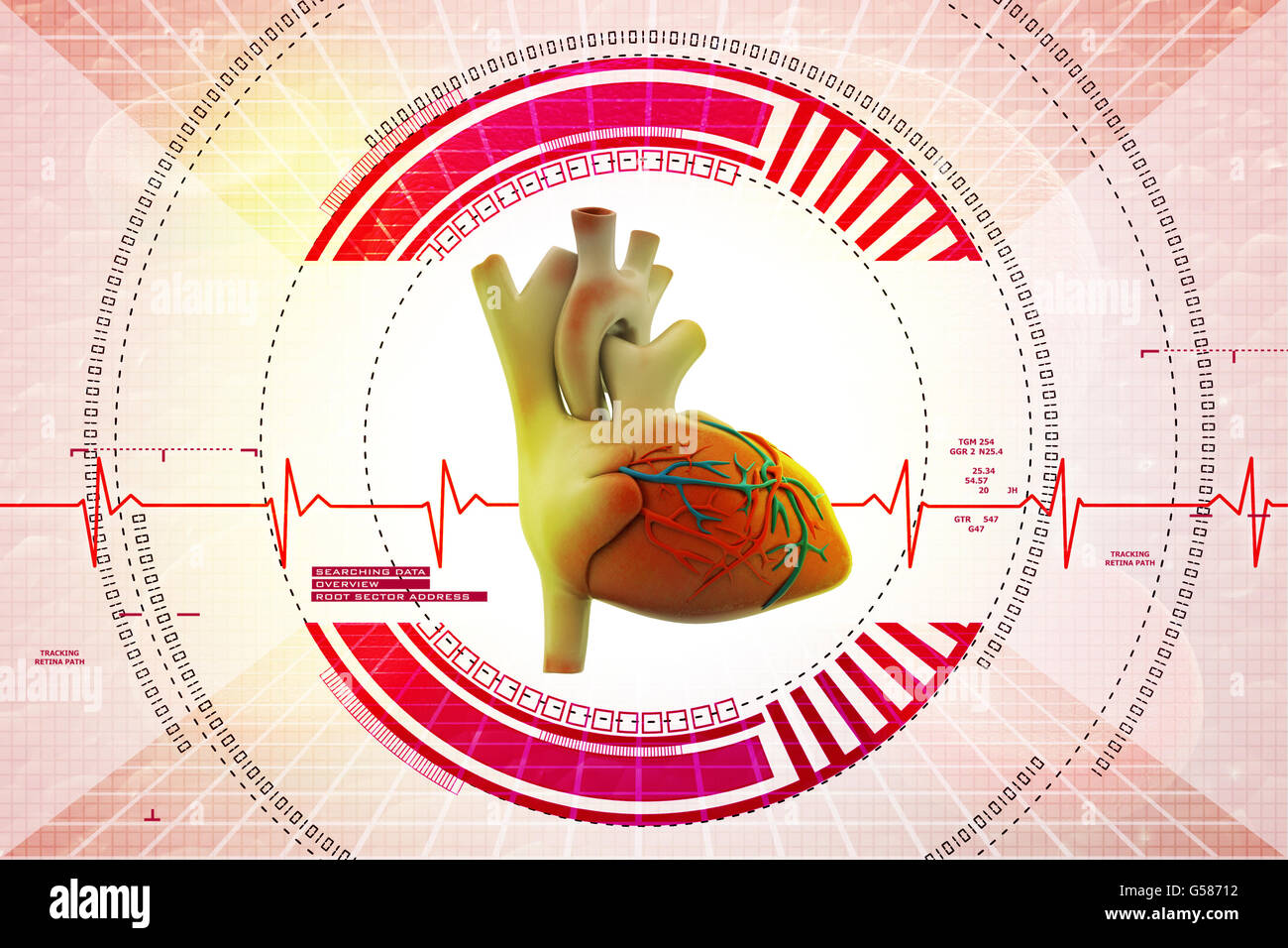 Real human heart hi-res stock photography and images - Alamy