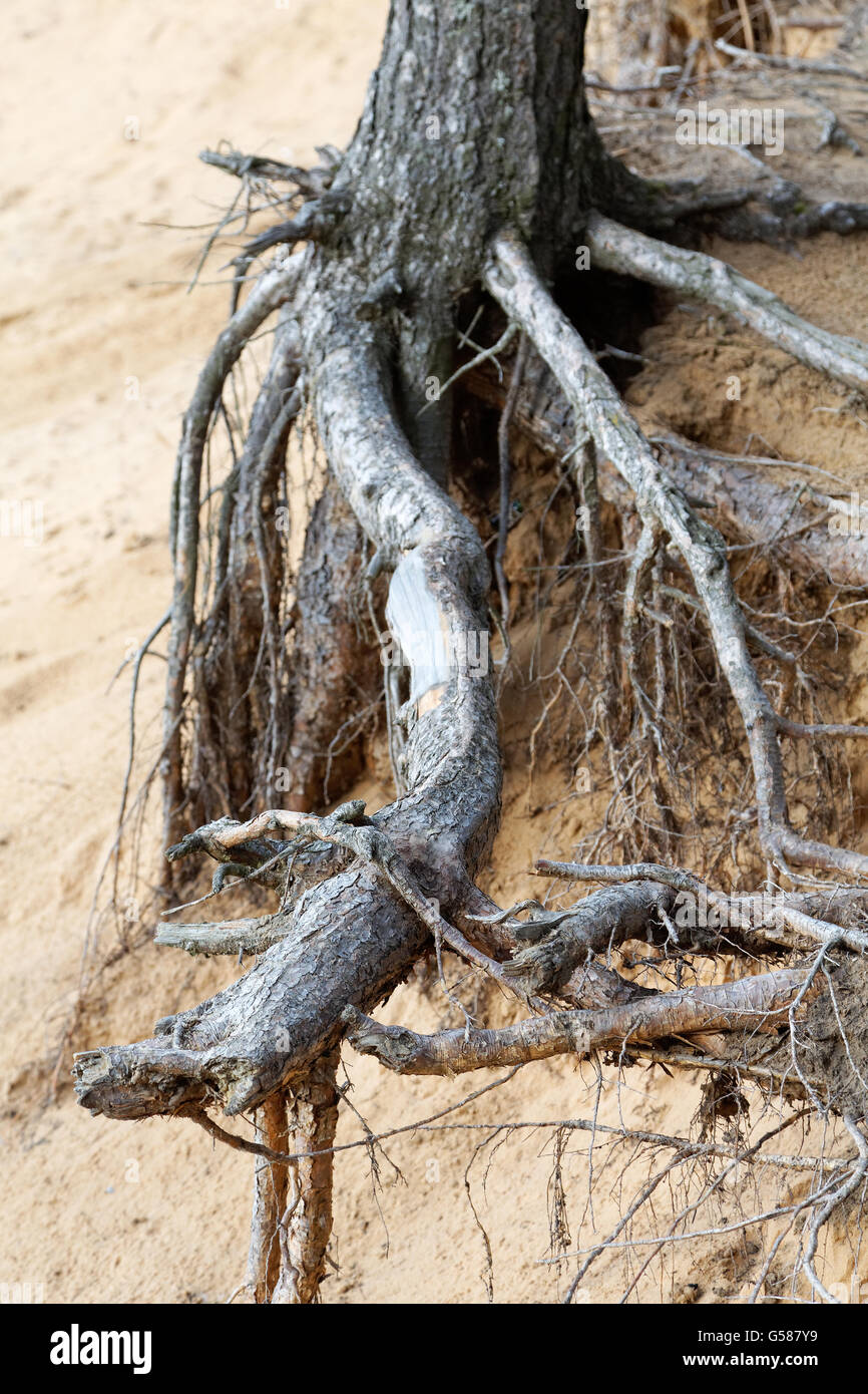 the roots of pine trees on a sandy cliff Stock Photo - Alamy