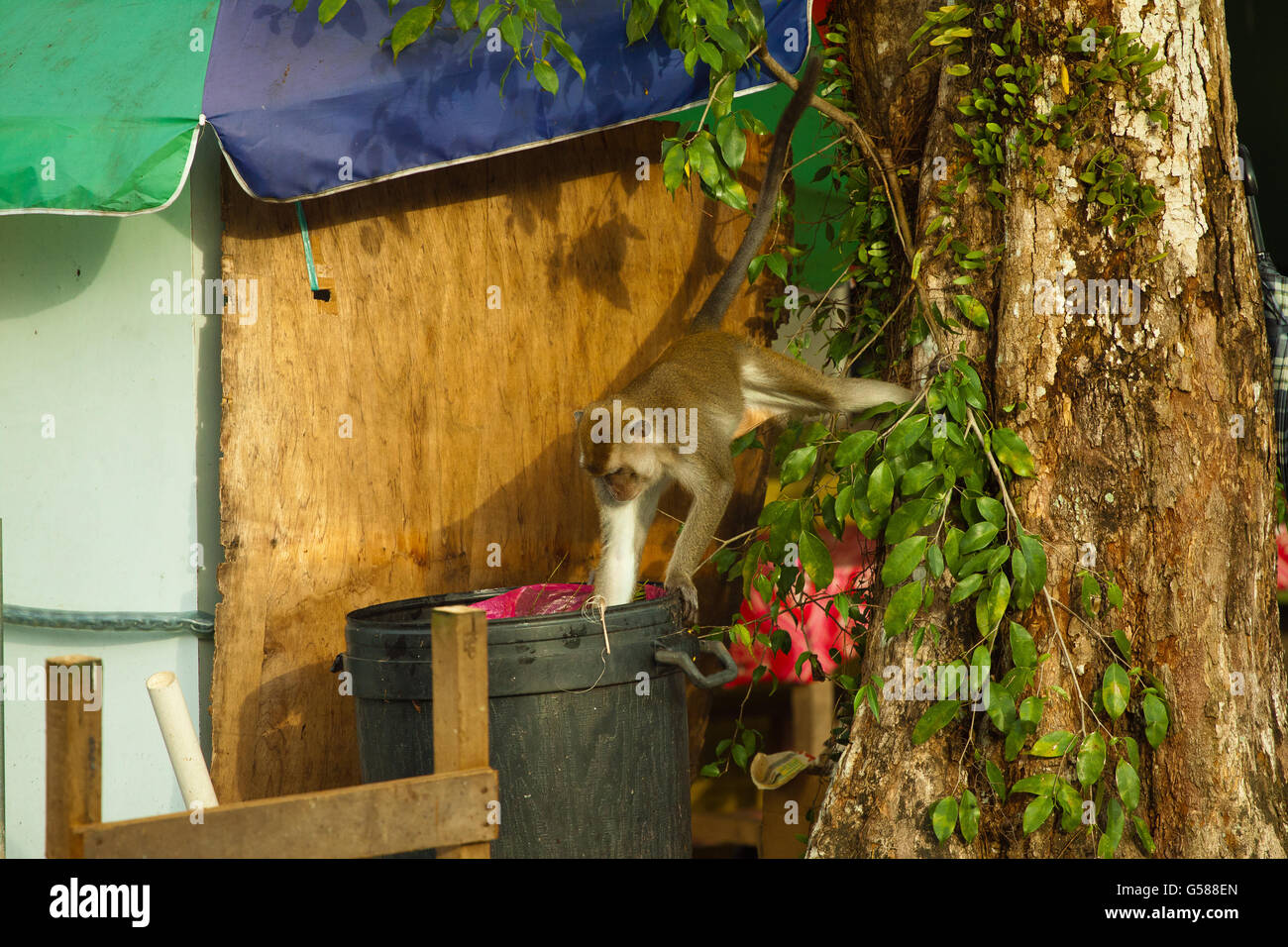 Wildlife monkey eating food from plastic bag closed to garbage, Brunei ...
