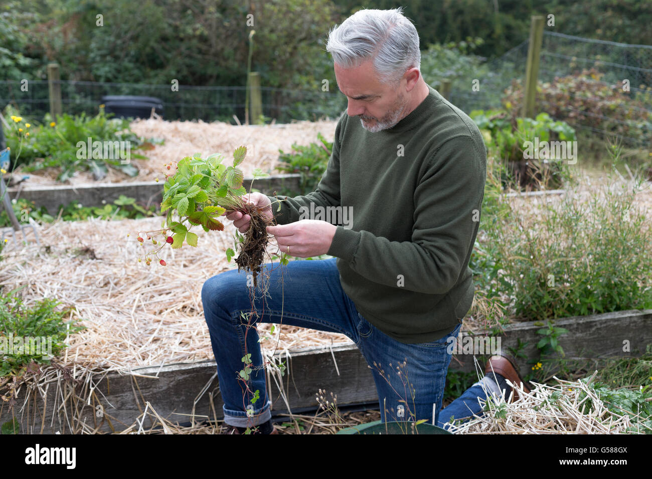 Man planting trees in garden hi-res stock photography and images - Alamy