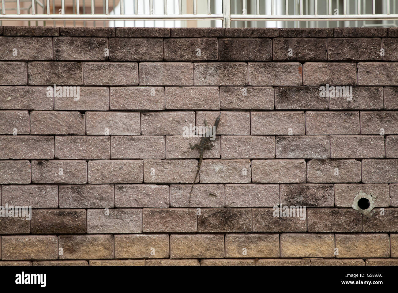 Desert monitor lizard hi-res stock photography and images - Alamy