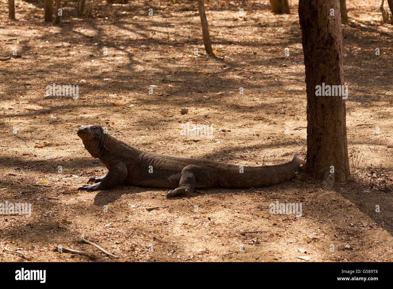 Little Komodo Dragon Stock Photo - Alamy