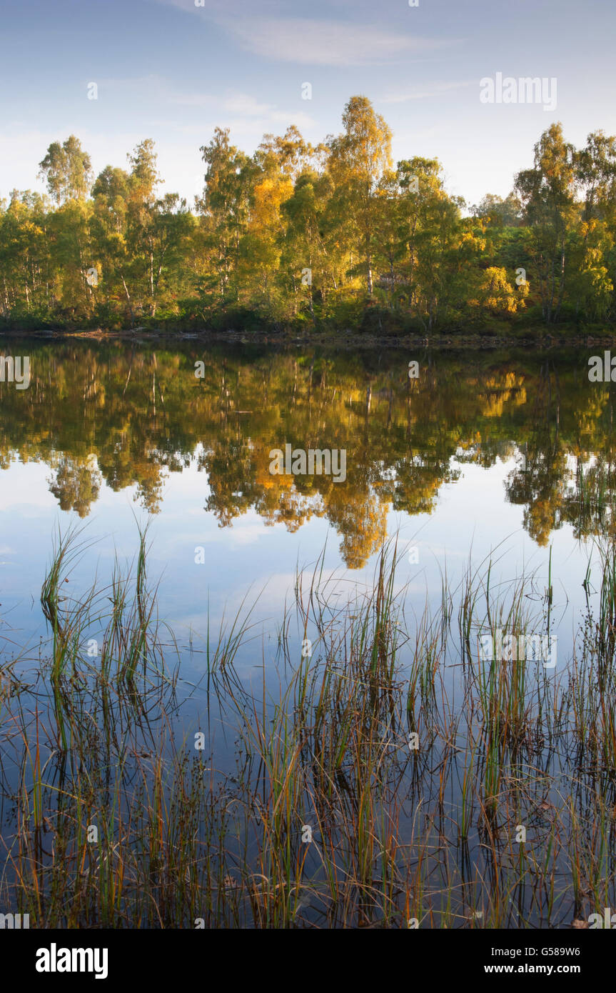 Scotland Scottish Highlands Strathconon Stock Photos & Scotland ...