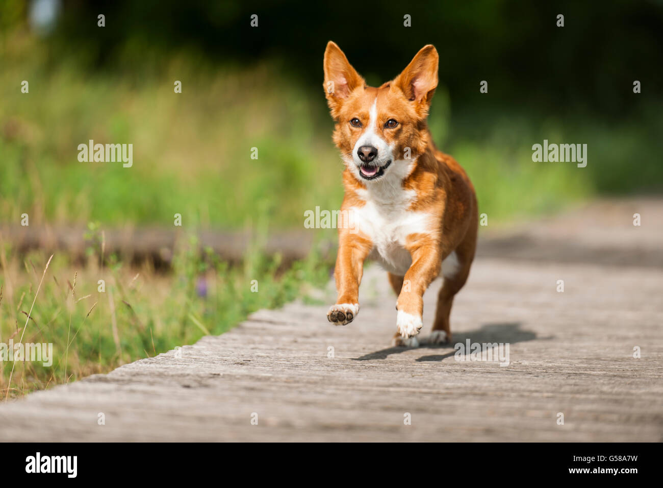 Small dog (Welsh CORGI) running on Jetty towards the camera Stock Photo ...