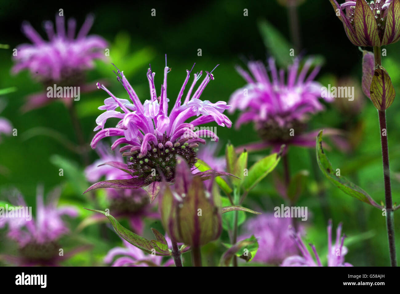 Purple Monarda fistulosa 'Mohikaner', Bergamot or bee balm Stock Photo ...