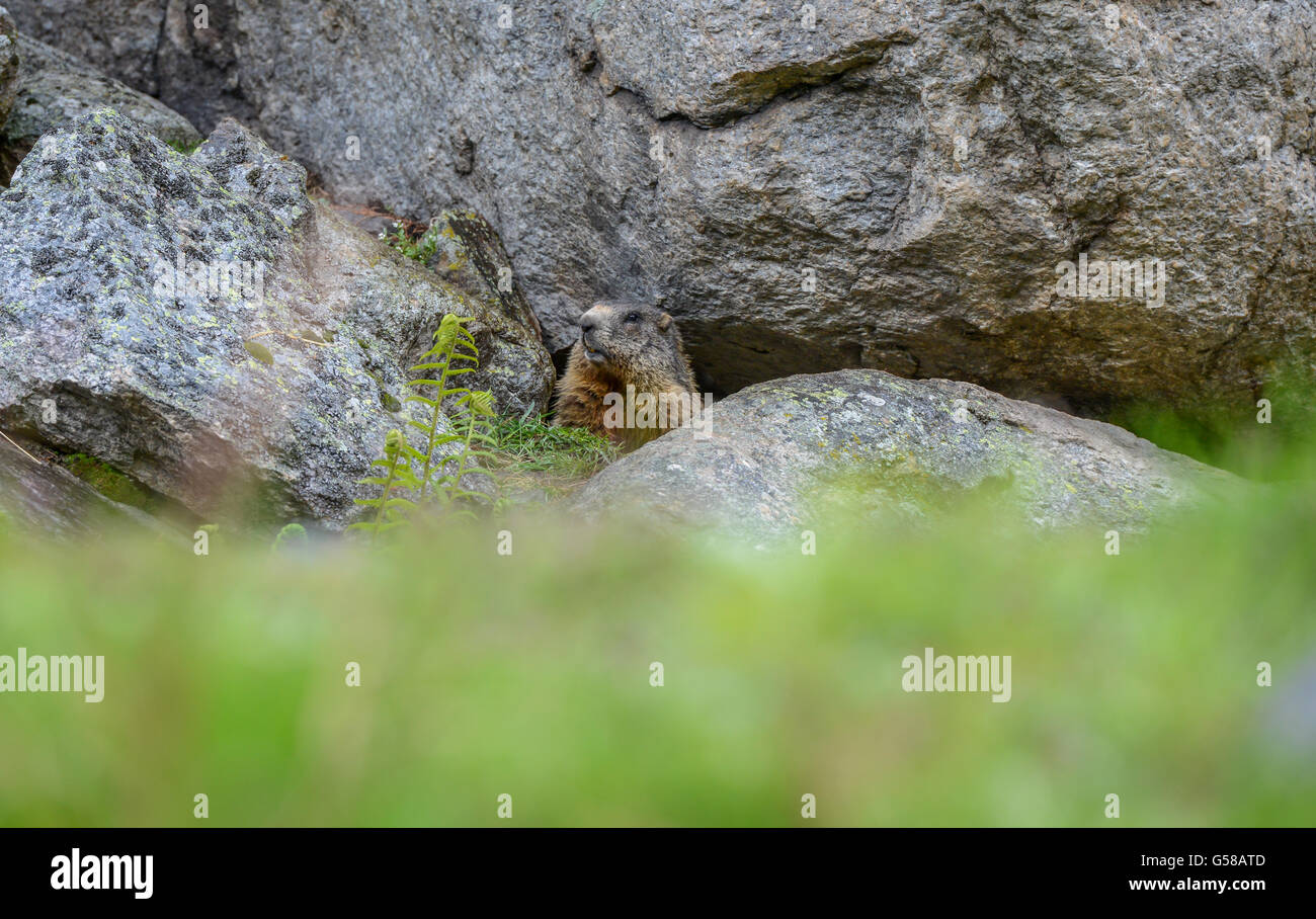 Rock habitat hi-res stock photography and images - Alamy