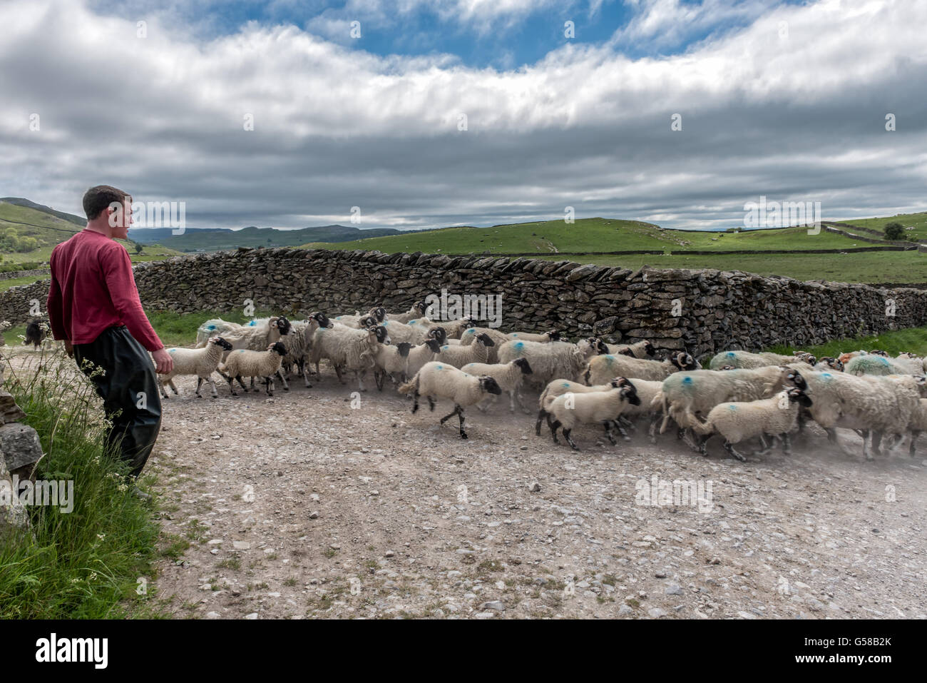 Bringing in the Sheep Crummackdale Yorkshire Stock Photo - Alamy