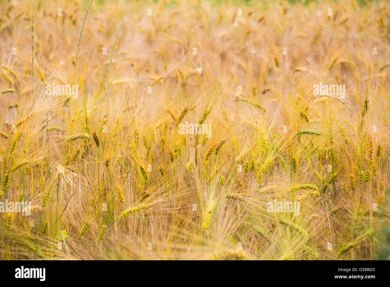 Field of wheat in rural meadow Close up photo Stock Photo - Alamy