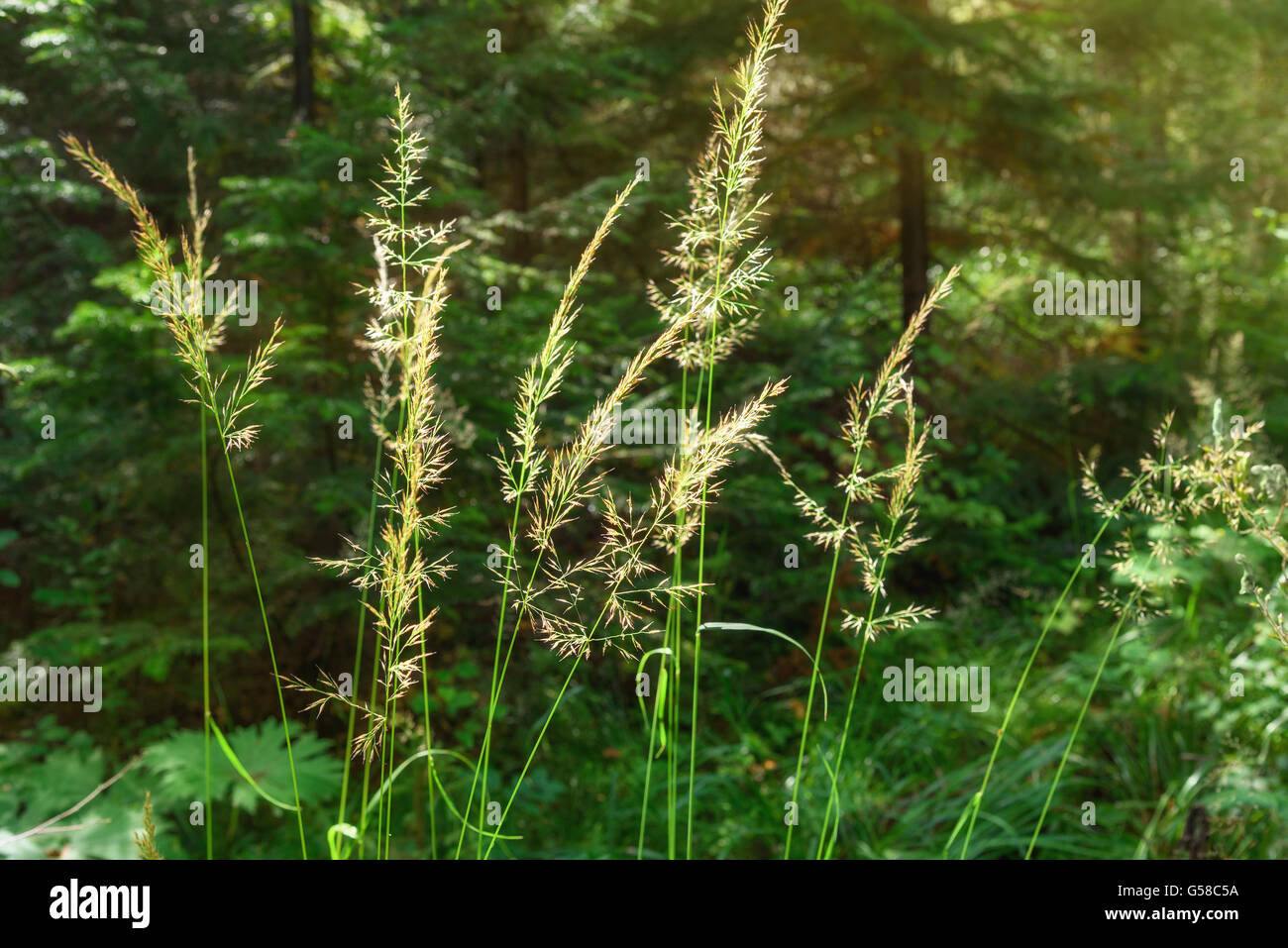 Inflorescence of meadow grass on sun in the forest. Soft selective ...