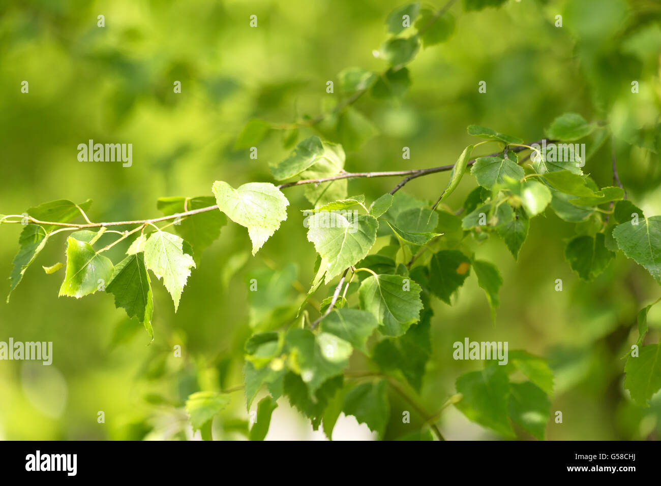 Beautiful green birch leaves hi-res stock photography and images - Alamy