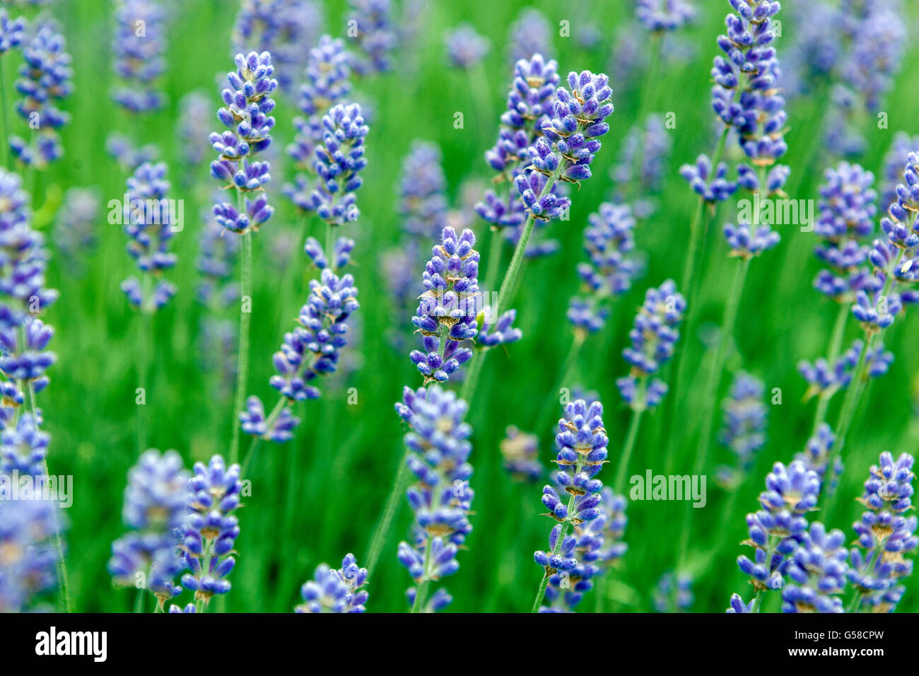 Blue lavandula angustifolia garden lavender flowers hi-res stock ...