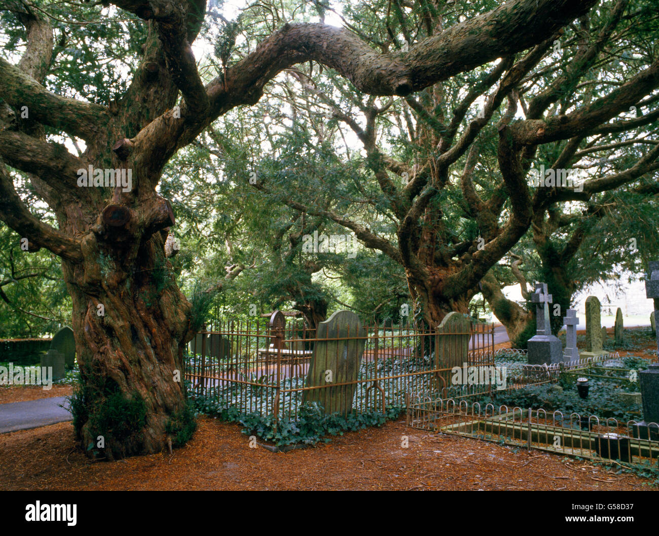 Yew tree wales hi-res stock photography and images - Alamy