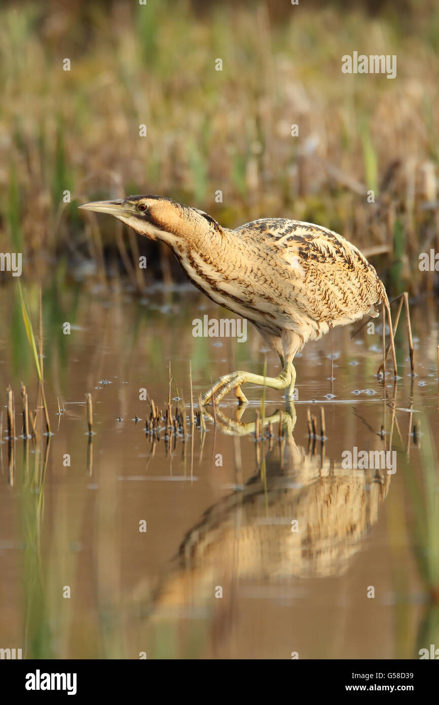 Bird fishing in water hi-res stock photography and images - Alamy