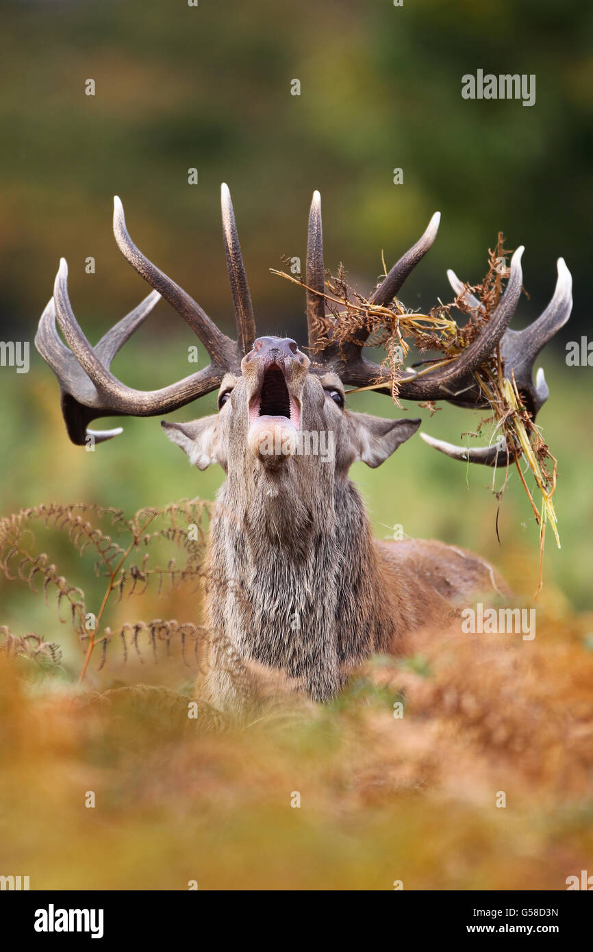 Bellowing stag hi-res stock photography and images - Alamy