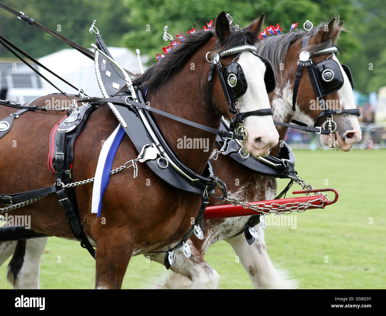 Clydesdale horse and wagon hi-res stock photography and images - Alamy