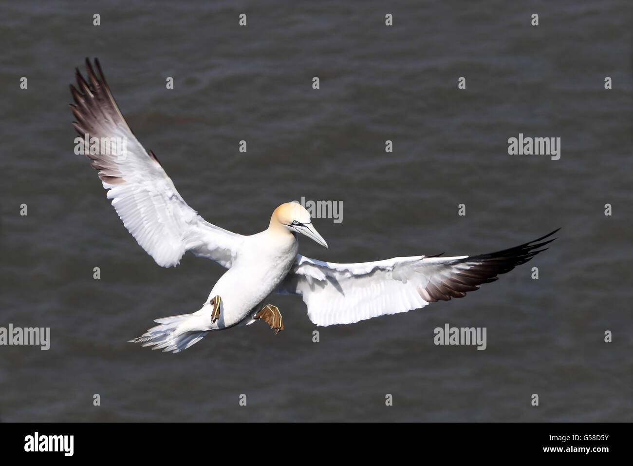 Flying gannet hi-res stock photography and images - Alamy