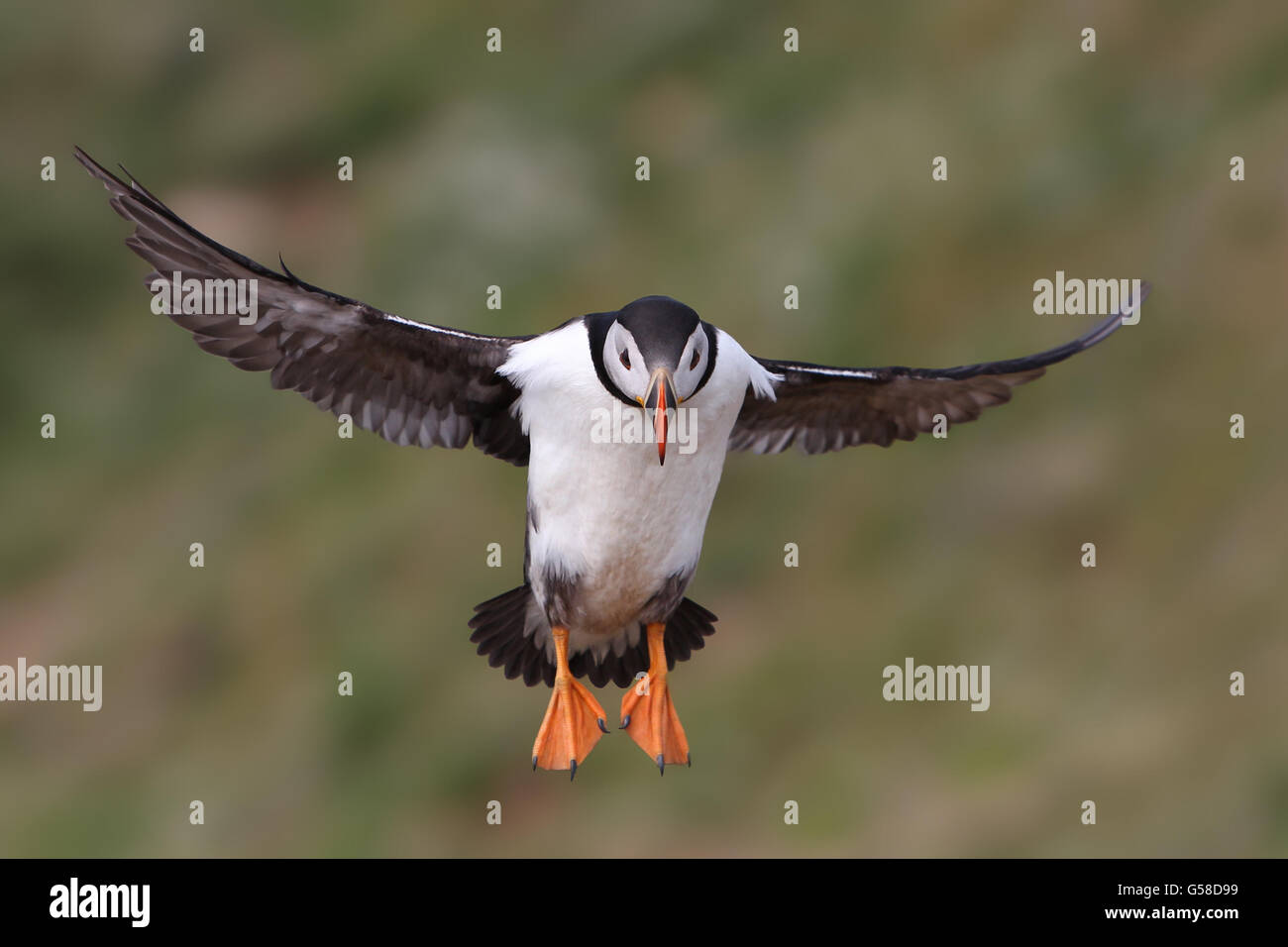 Puffin in flight Stock Photo - Alamy