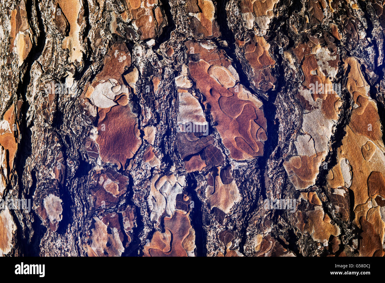 Tree bark #1 Stock Photo - Alamy
