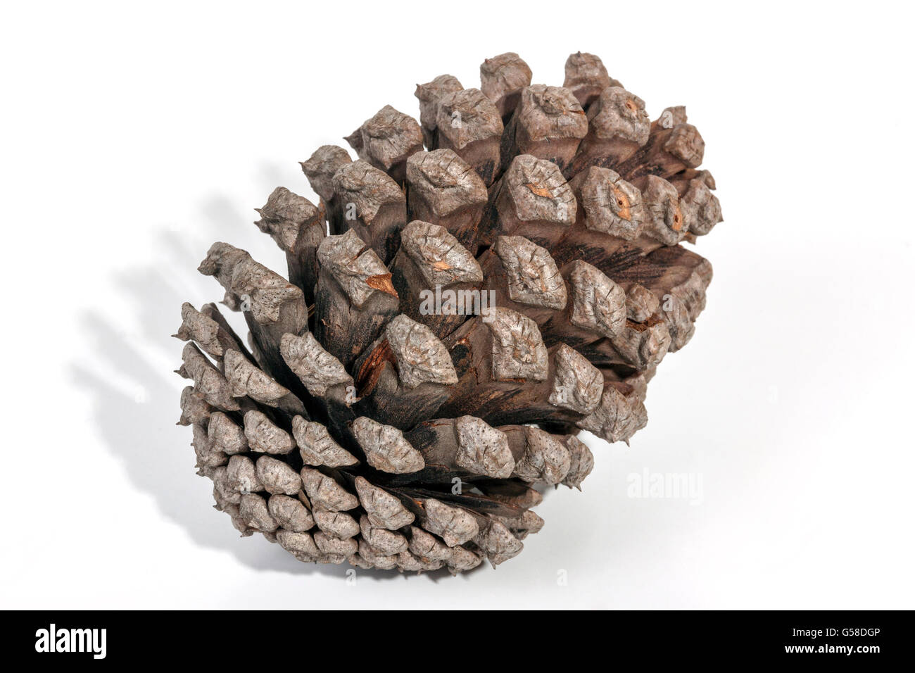 Pine cone patterns hi-res stock photography and images - Alamy
