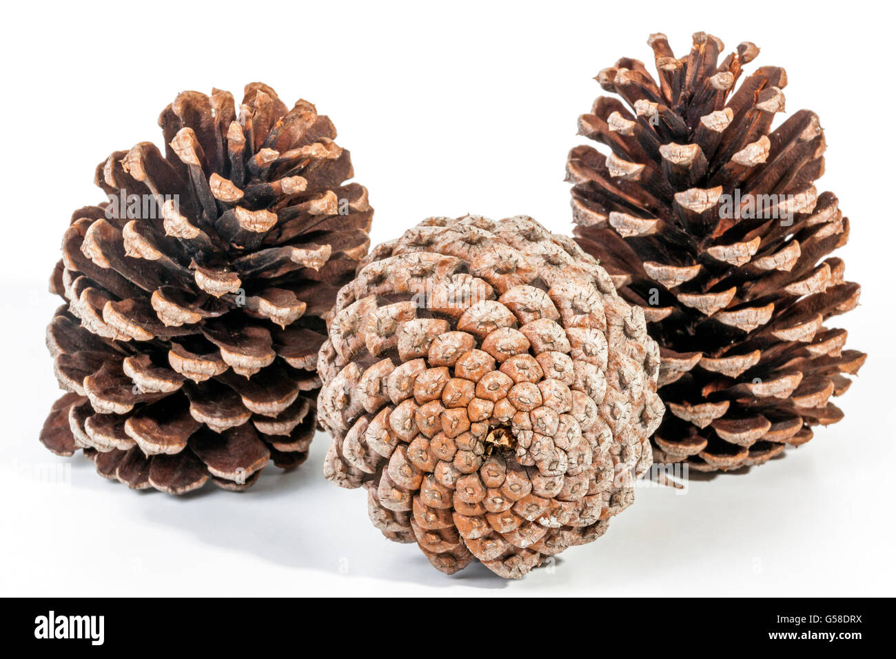 Studio shot cluster of three old pine cones patterns and textures on ...