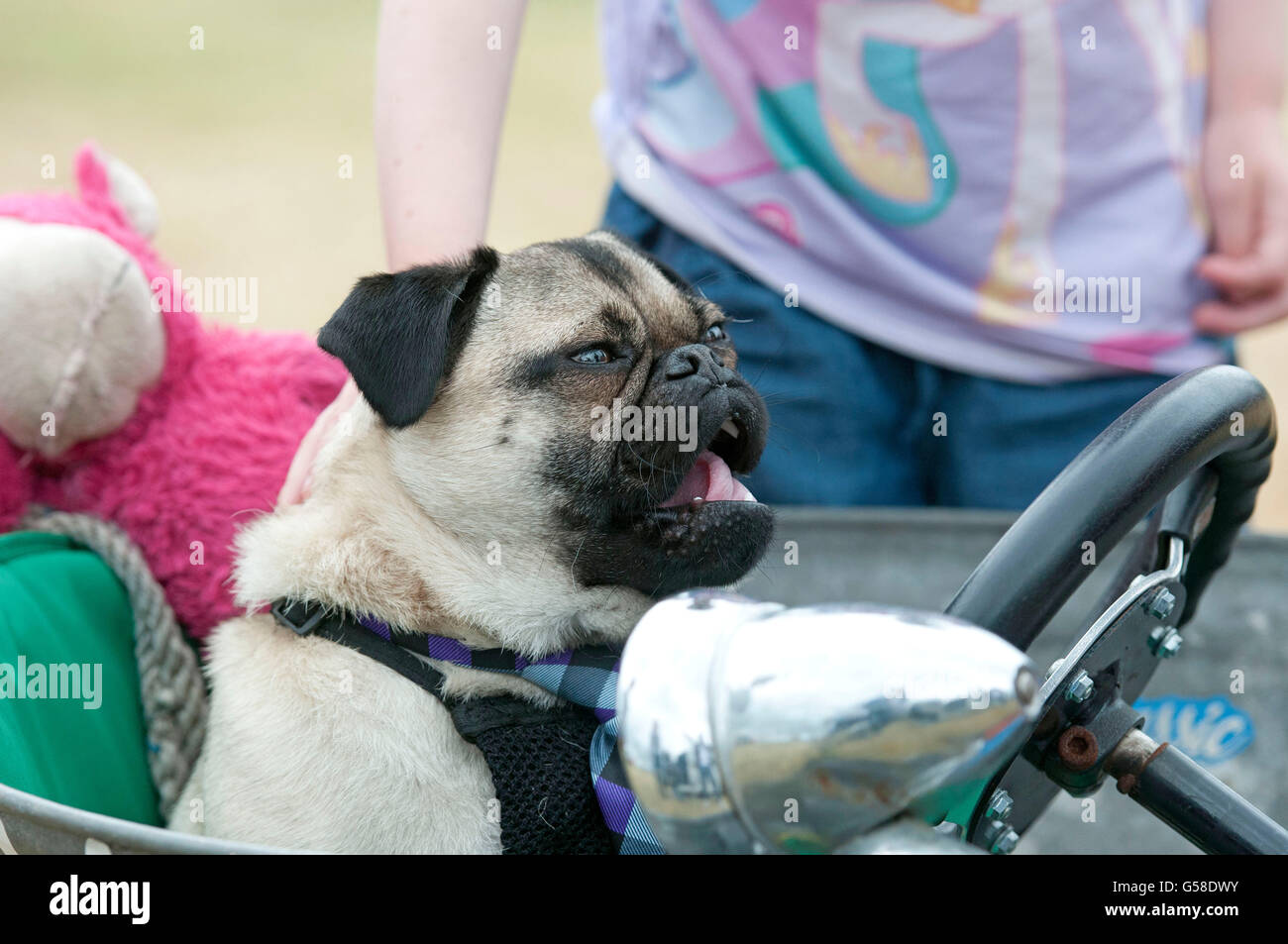 Pug dog named Stanley riding around the Bristol Volkswagen Festival in ...