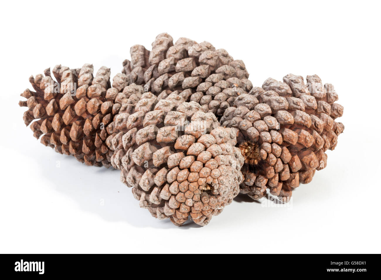 Studio shot cluster of four old pine cones patterns and textures on ...