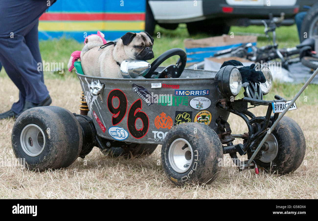 Pug dog named Stanley riding around the Bristol Volkswagen Festival in ...