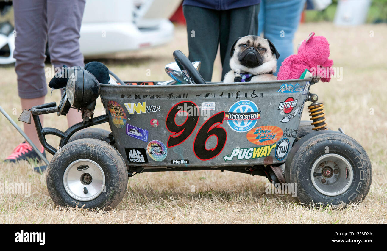 Pug dog named Stanley riding around the Bristol Volkswagen Festival in ...