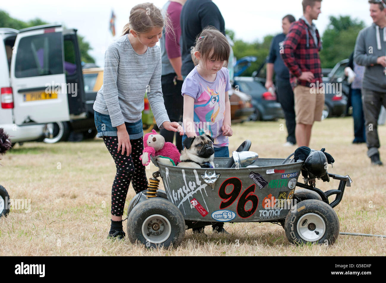 Pug dog named Stanley riding around the Bristol Volkswagen Festival in ...