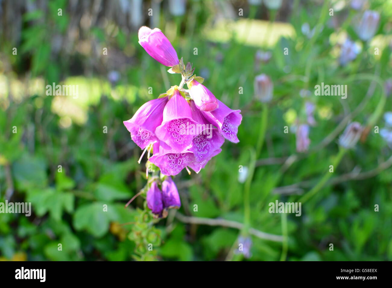 Pink bell flowers hi-res stock photography and images - Alamy