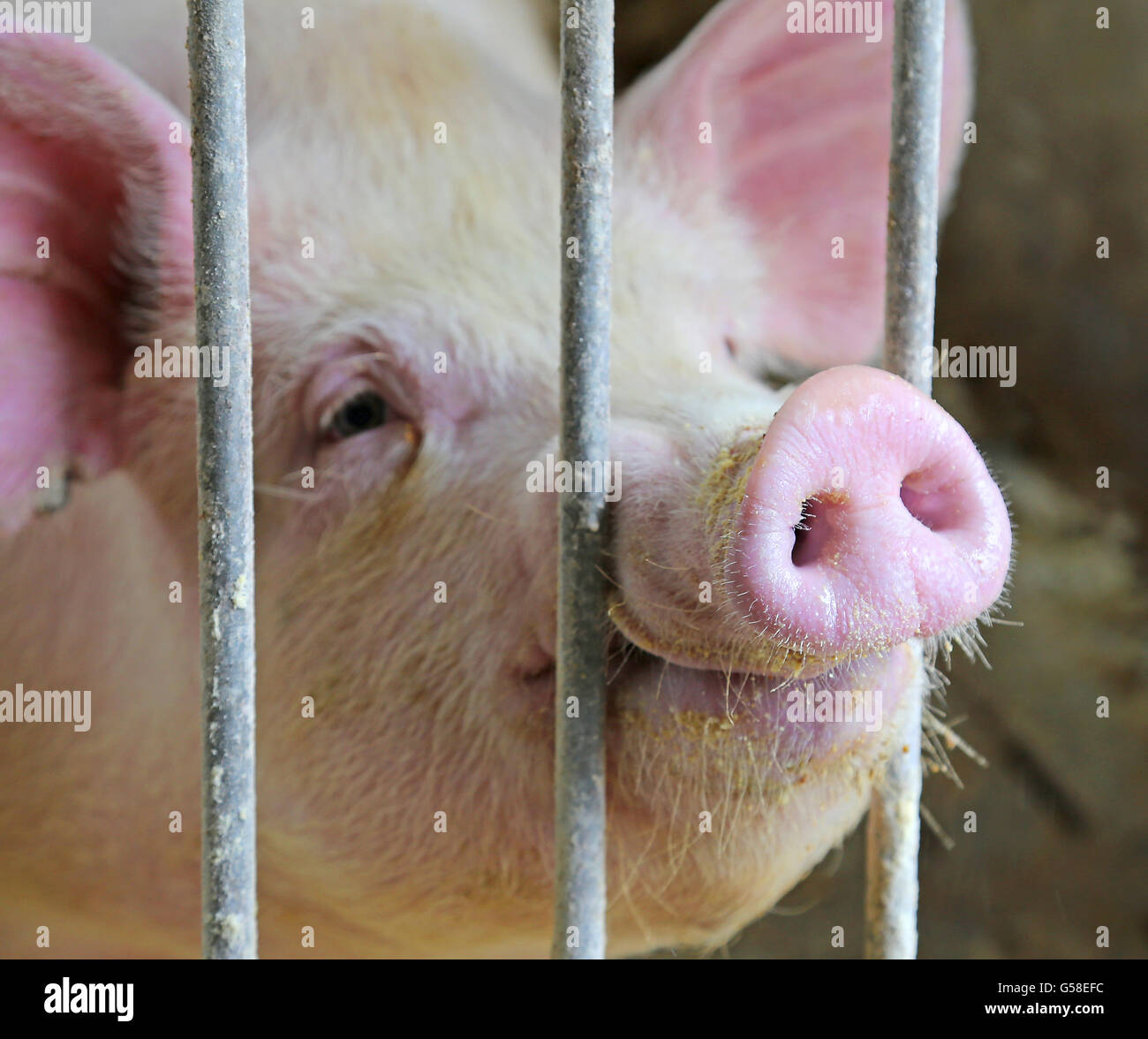 Big fat pigs in sty hi-res stock photography and images - Alamy