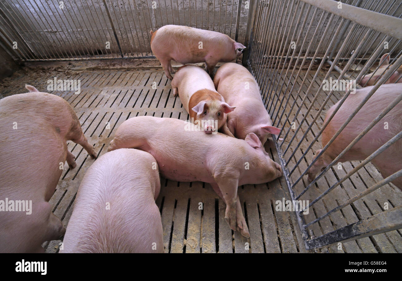 Big fat pigs in sty hi-res stock photography and images - Alamy