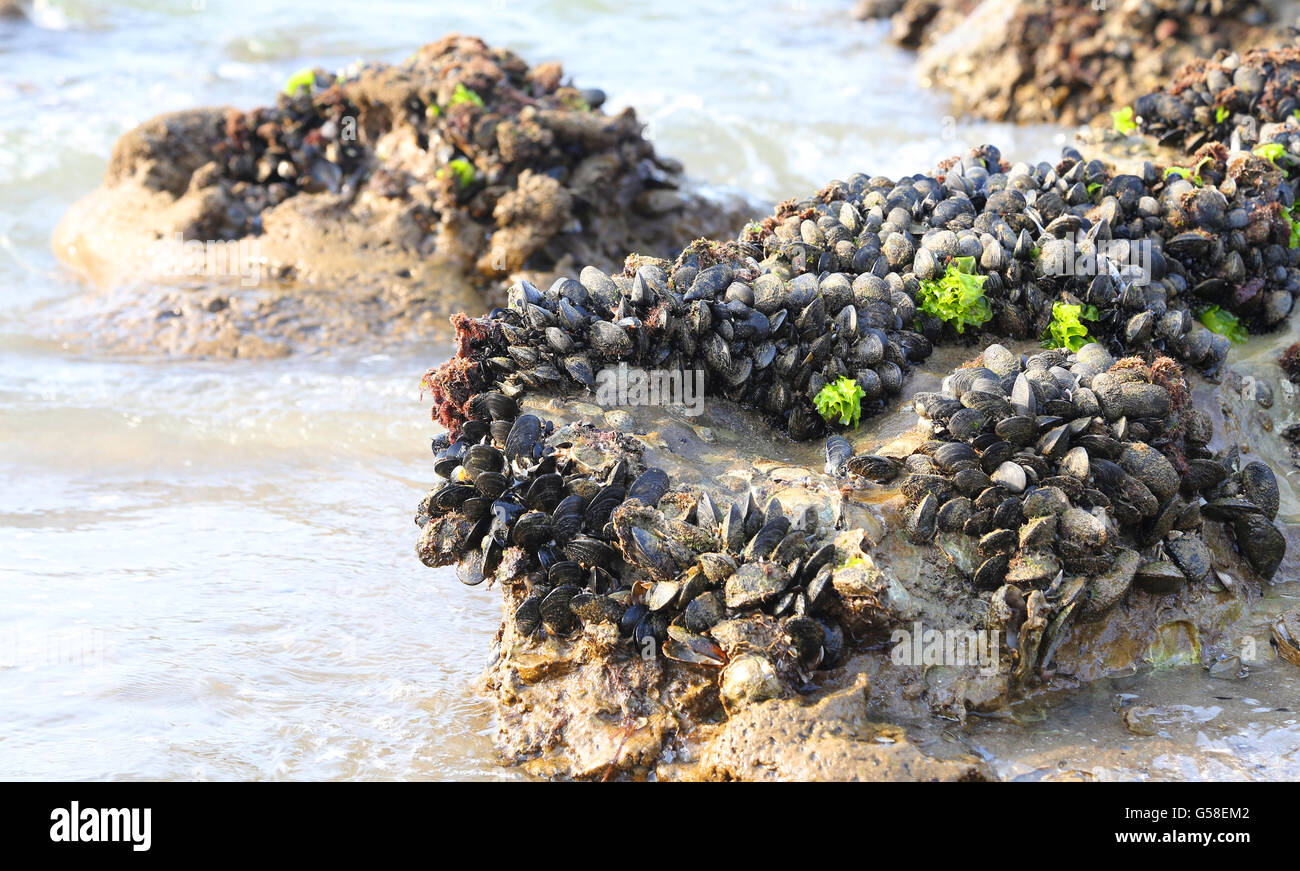 Mussel mollusc bivalve hi-res stock photography and images - Alamy
