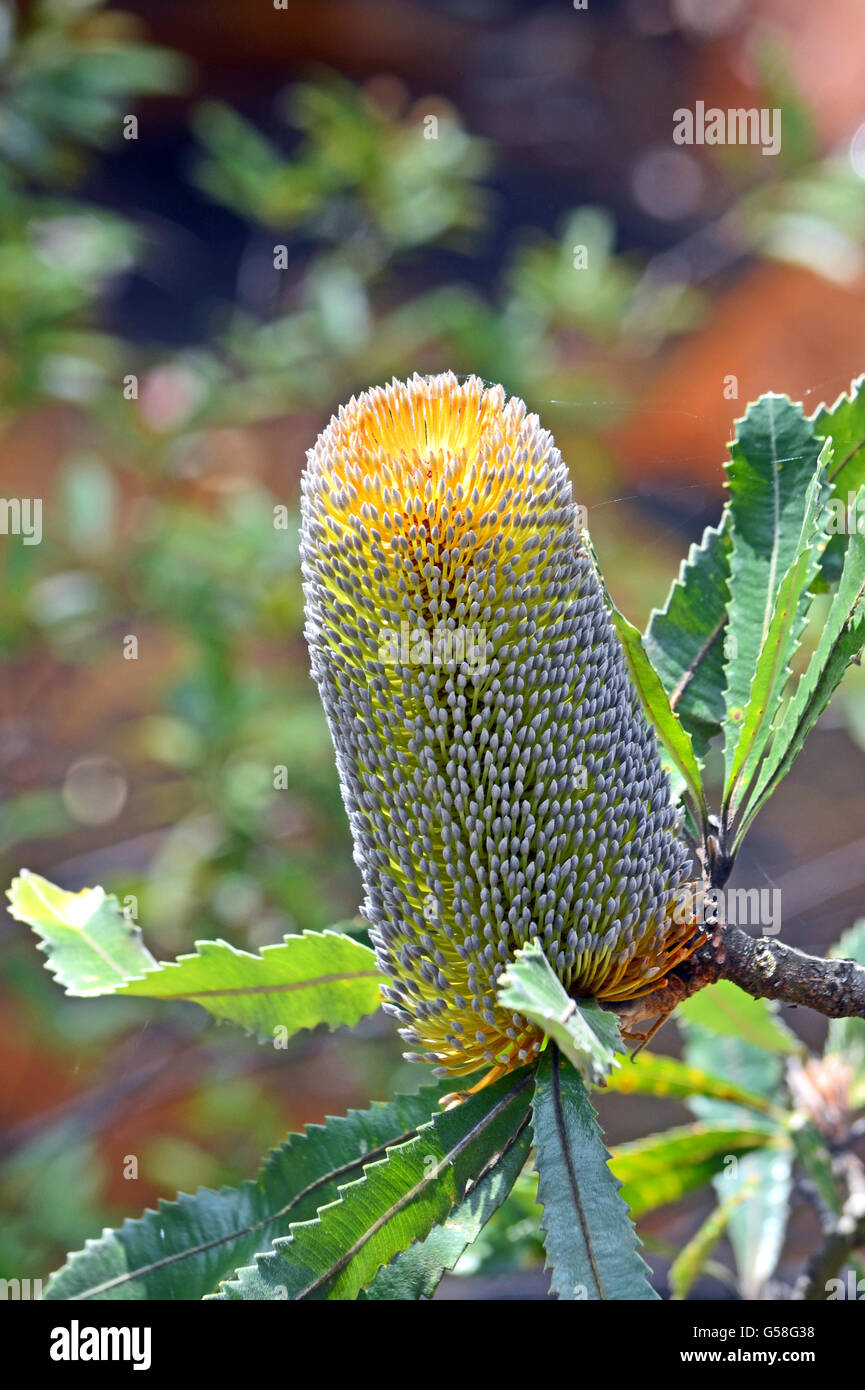 Banksia tree hi-res stock photography and images - Alamy