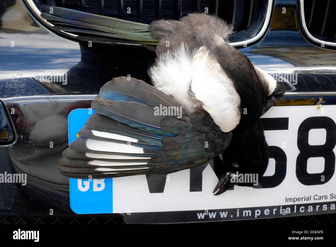 dead bird firmly wedged in front grille of a car after being struck at ...