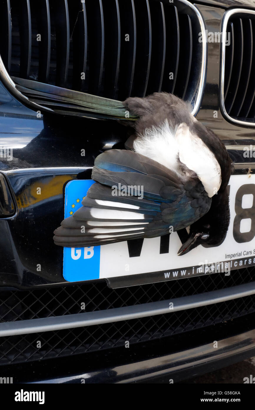 dead bird firmly wedged in front grille of a car after being struck at ...