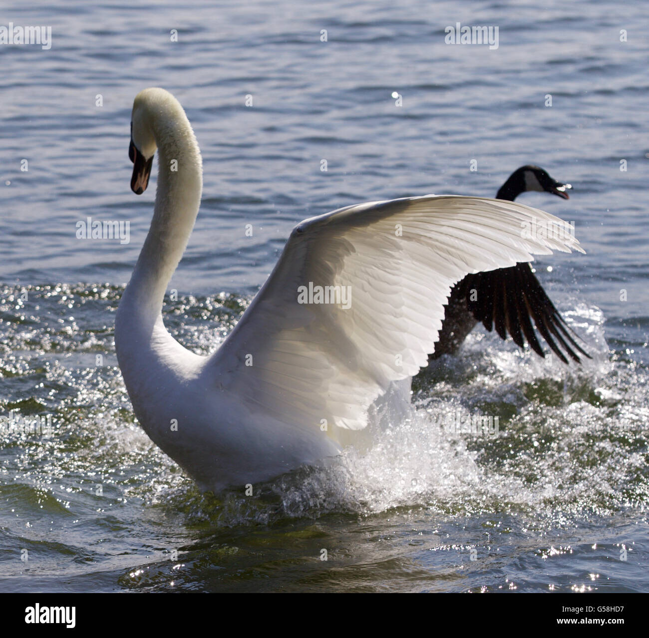Goose attack hi-res stock photography and images - Alamy