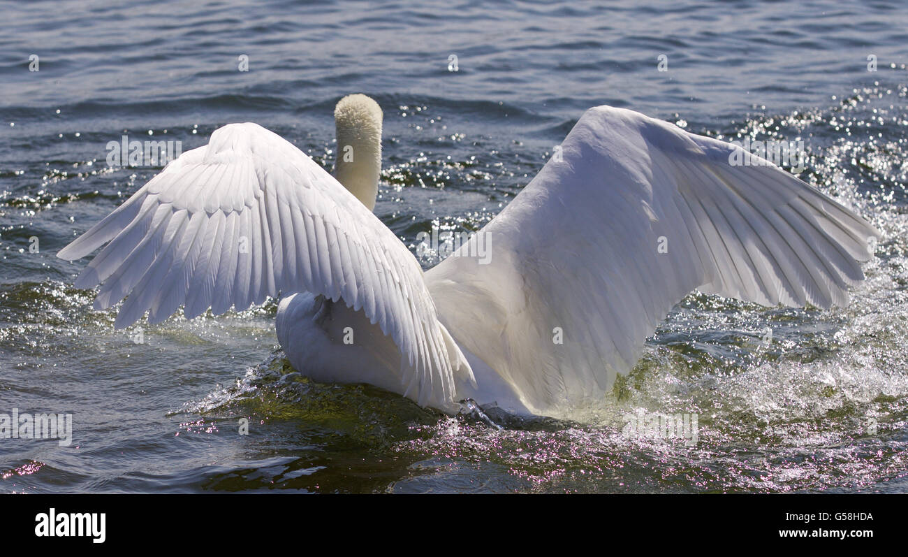 Beautiful isolated image of the swan showing his powerful wings Stock ...