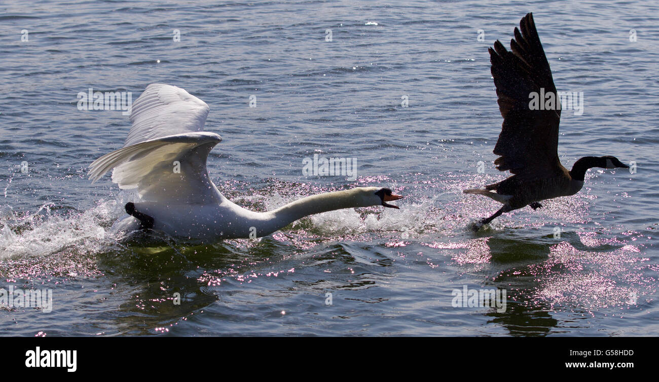 Amazing background with the angry swan attacking the Canada goose Stock ...