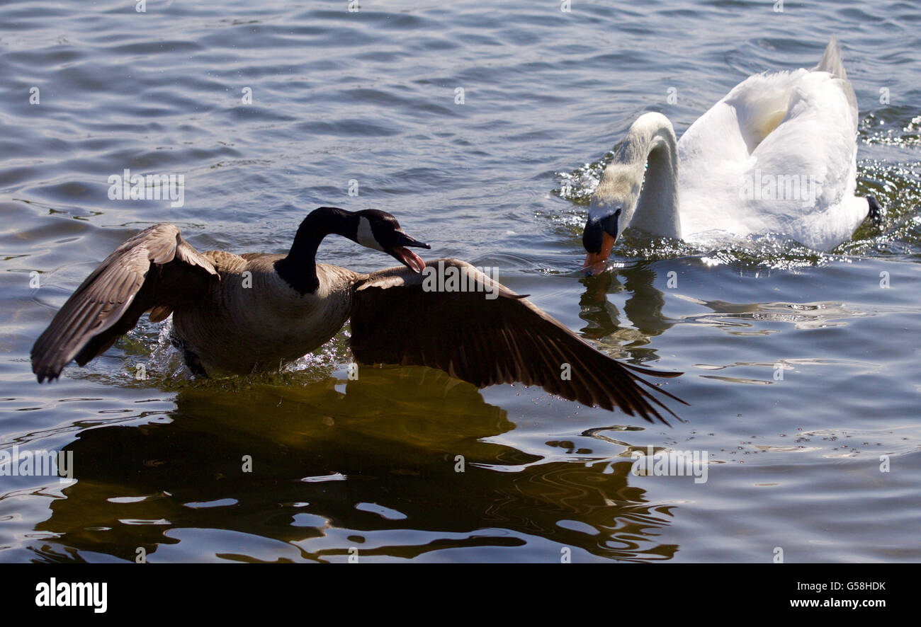 Beautiful isolated photo of the Canada goose running away from the ...