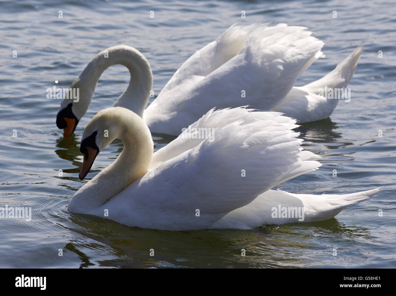 Isolated photo of two beautiful swans Stock Photo - Alamy