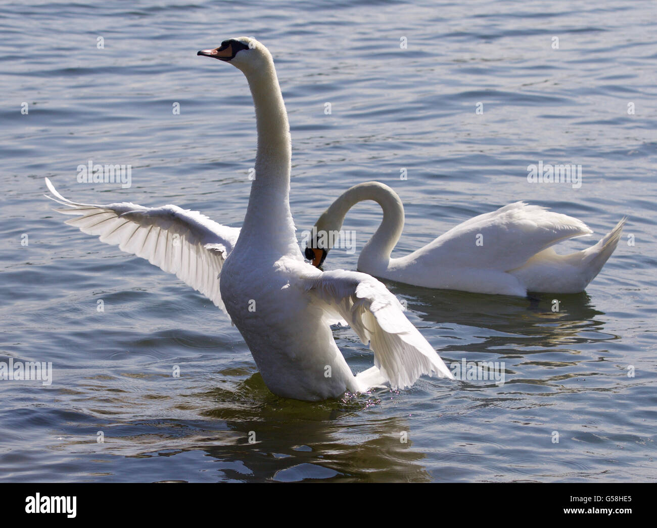 Swan fantastic wings hi-res stock photography and images - Alamy